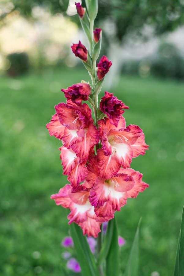 Beautiful Scarlet and White Gladioli in the Garden Stock Image - Image ...