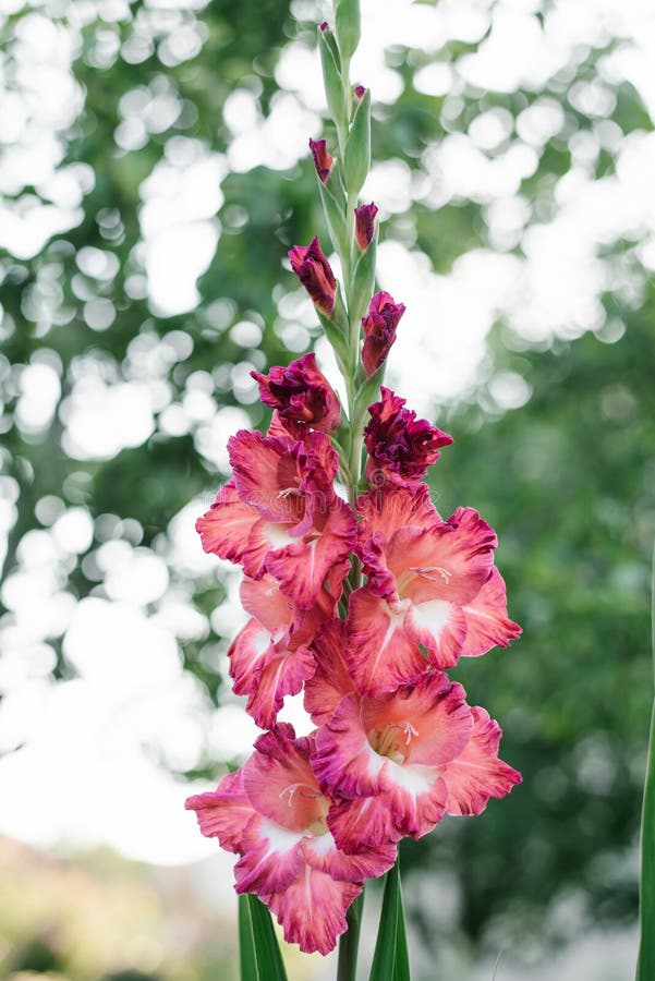 Beautiful Scarlet and White Gladioli in the Garden Stock Photo - Image ...