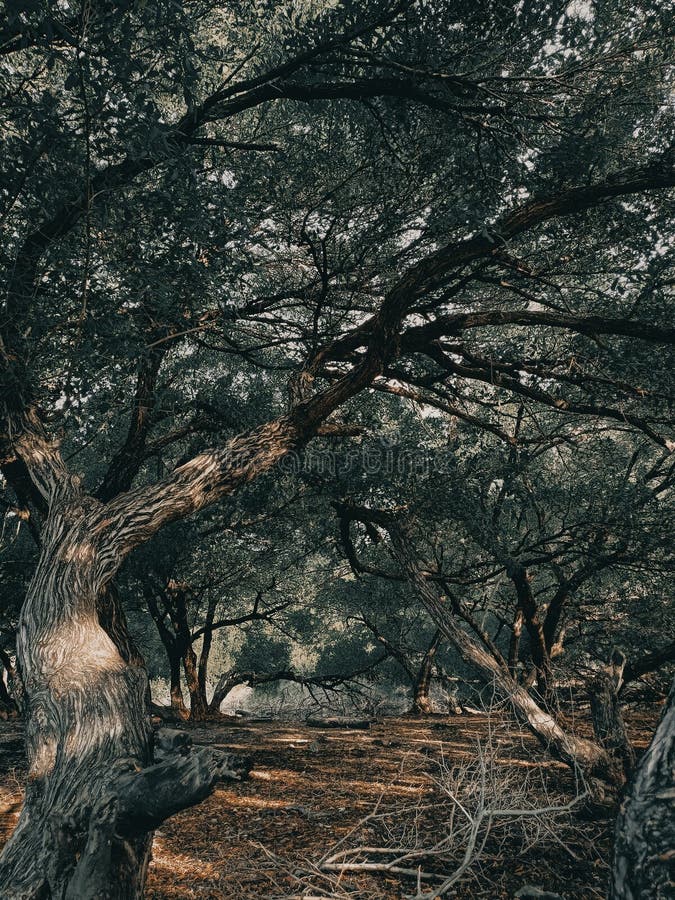 Beautiful and Scary Forest in Pemuteran Bali Stock Image - Image of ...