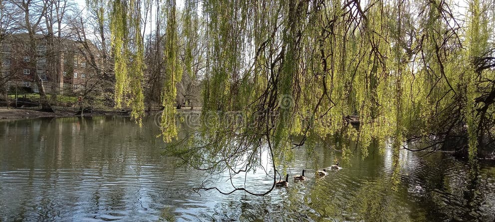 Beautiful Scenario of a Tree in UK AMAZING Stock Photo - Image of ...