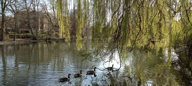 Beautiful Scenario of a Tree in UK AMAZING Stock Photo - Image of ...