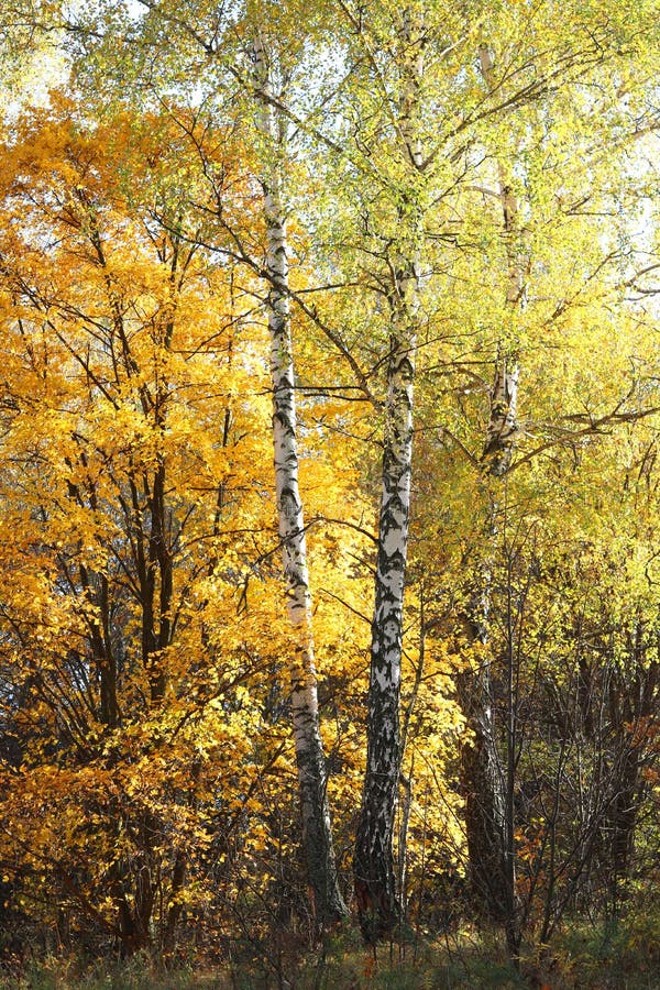 Beautiful Scene with Birches in October Stock Photo - Image of growth ...