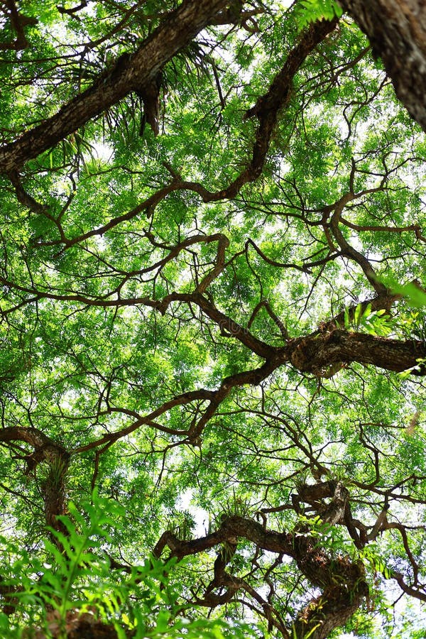Beautiful Scene of Branch and Leaf from Frog View Stock Photo - Image ...