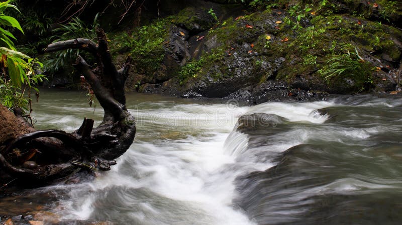 Beautiful Scene of the Forest Stream Flowing through the Rocks, Long ...
