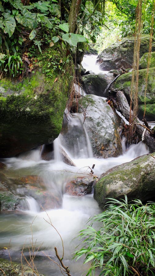 Beautiful Scene of the Forest Stream Flowing through the Rocks, Long ...