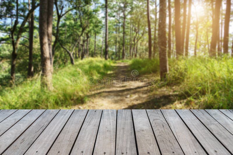 Beautiful Scene Forest with Wood Planks Floor Stock Photo - Image of ...