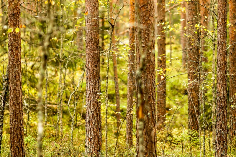 Beautiful Scene of a Green Forest Full of Trees Stock Image - Image of ...