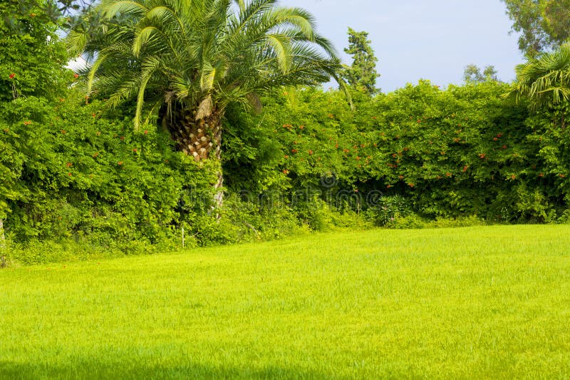 Beautiful Scene in the Green Garden with Green Grass Stock Image ...