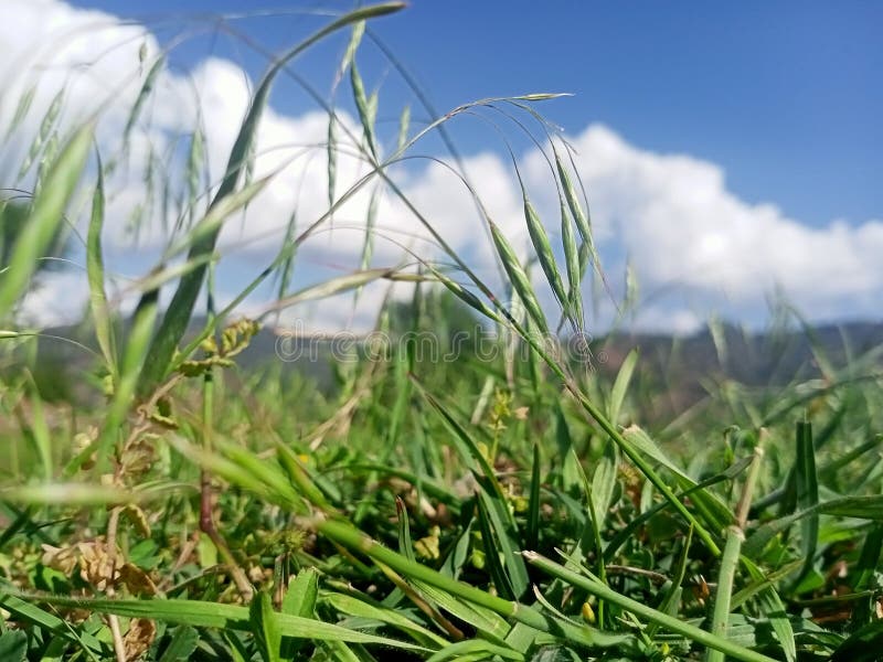 Beautiful Scene of Greenery and Clouds on Sky Stock Image - Image of ...