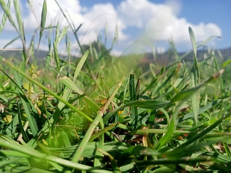Beautiful Scene of Greenery and Clouds on Sky Stock Photo - Image of ...