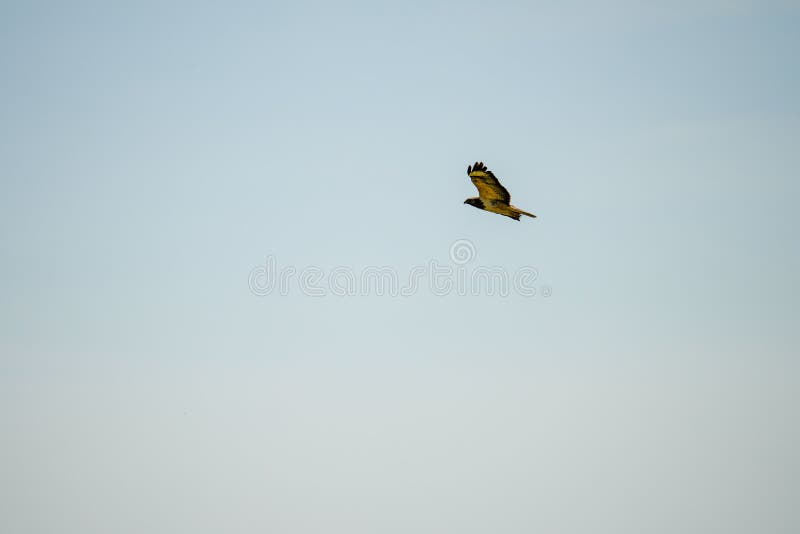 Beautiful Scene of the Hawk Flying in the Blue Sky Stock Image - Image ...