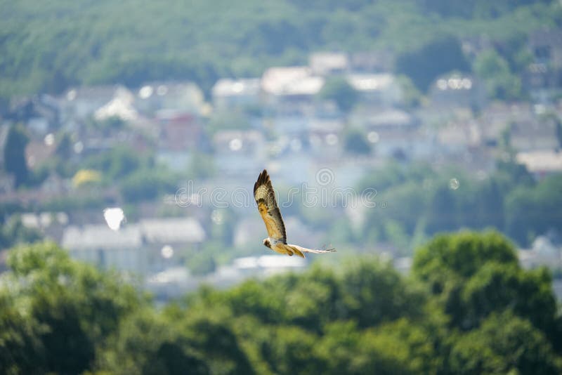 Beautiful Scene of the Hawk Flying Over the Forest Stock Image - Image ...