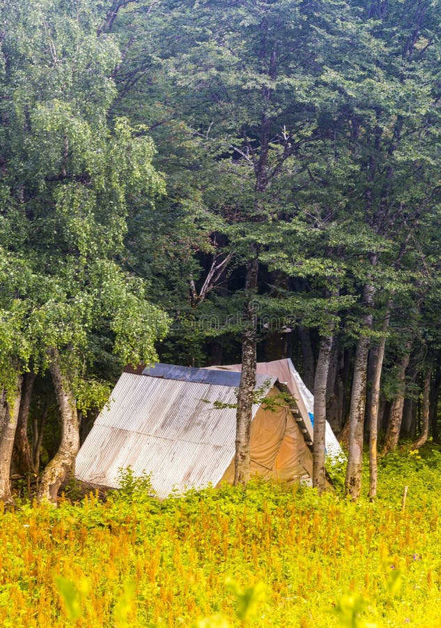 Beautiful Scene with Hut in the Summer Forest. Stock Photo - Image of ...