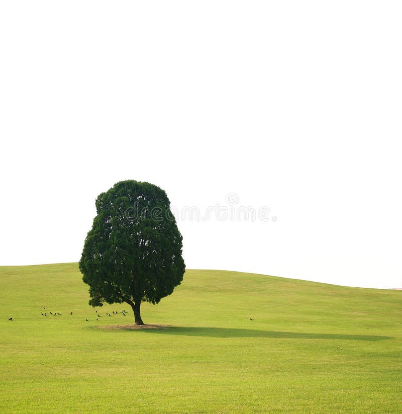 Beautiful Scene- Lone Tree in a Manicured Green Grass Stock Photo ...