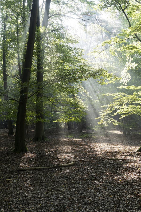 Beautiful Scene Misty Old Forest with Sun Rays, Shadows and Fog Stock ...