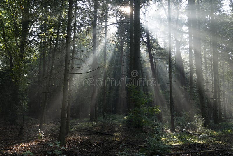 Beautiful Scene Misty Old Forest with Sun Rays, Shadows and Fog Stock ...