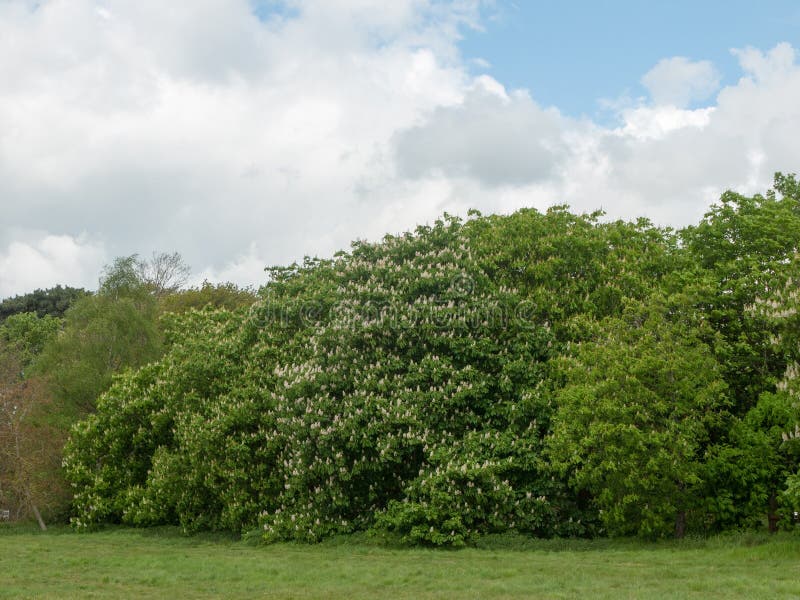 Beautiful Scene Outside in Nature with Trees and Sky Stock Photo ...