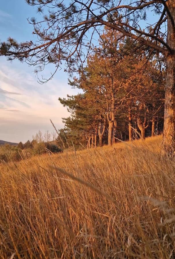 Beautiful Scene in the Pine Forest with Dry Golden Grass Swaying in the ...