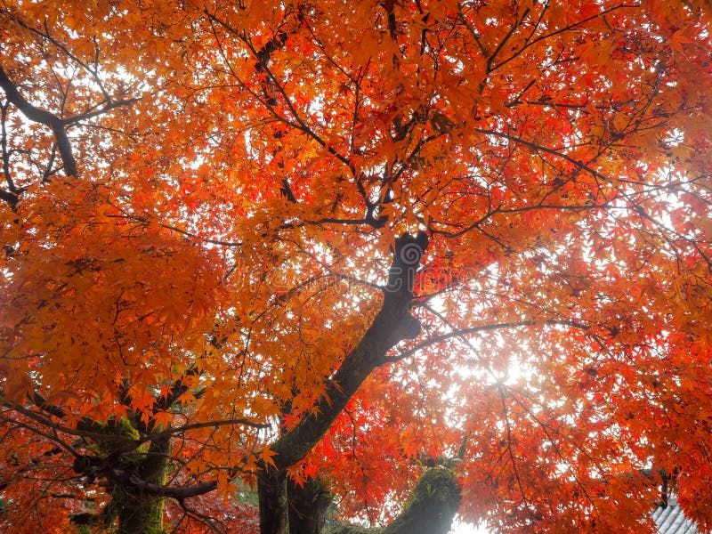 Beautiful Scene of Red Maple Branch Under Sunlight for Background Stock ...