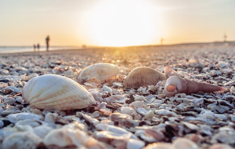 Beautiful Scene with Shells at Beach Stock Image - Image of blue ...