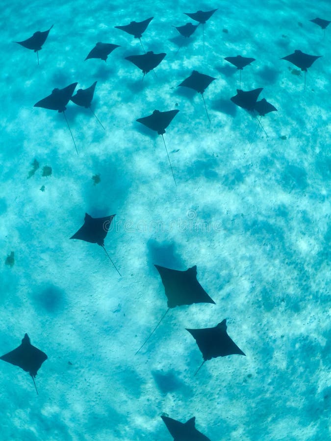 Beautiful Scene of Stingrays Fish Swimming Under Blu Water Stock Image ...