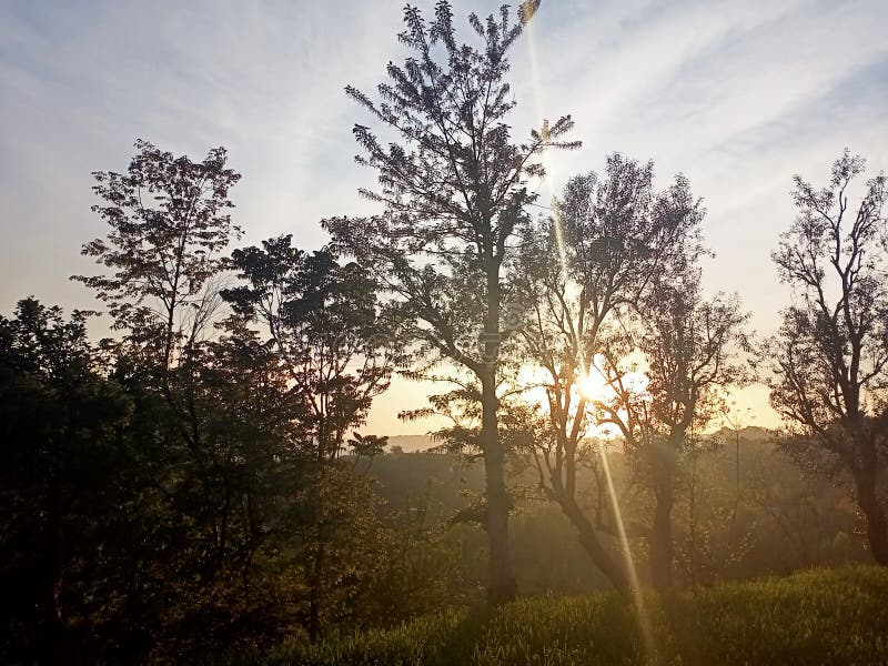 Beautiful Scene of Trees and Nature in Evining Stock Image - Image of ...