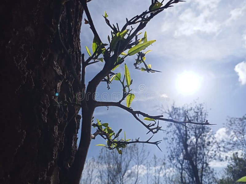 Beautiful Scene of Trees and Sunshine in Summertime Stock Image - Image ...