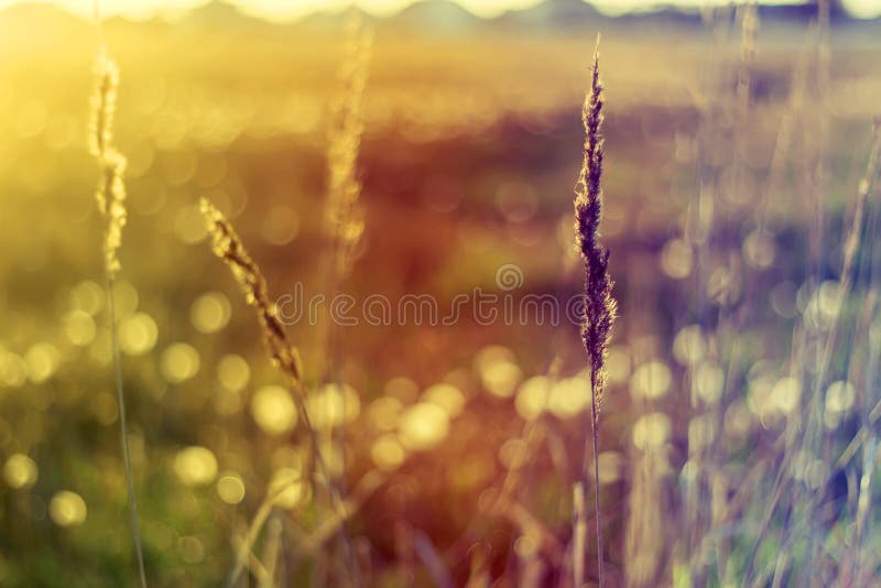 Beautiful Scene with Waving Wild Grass on a Sunset. Grass at Sunset ...