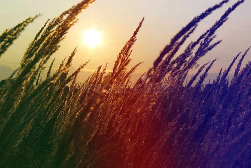 Beautiful Scene with Waving Wild Grass on a Sunset. Grass at Sunset ...