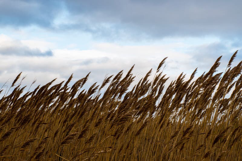 Beautiful Scene of a Wheat Field on a Windy Day with the Cloudy Sky in ...