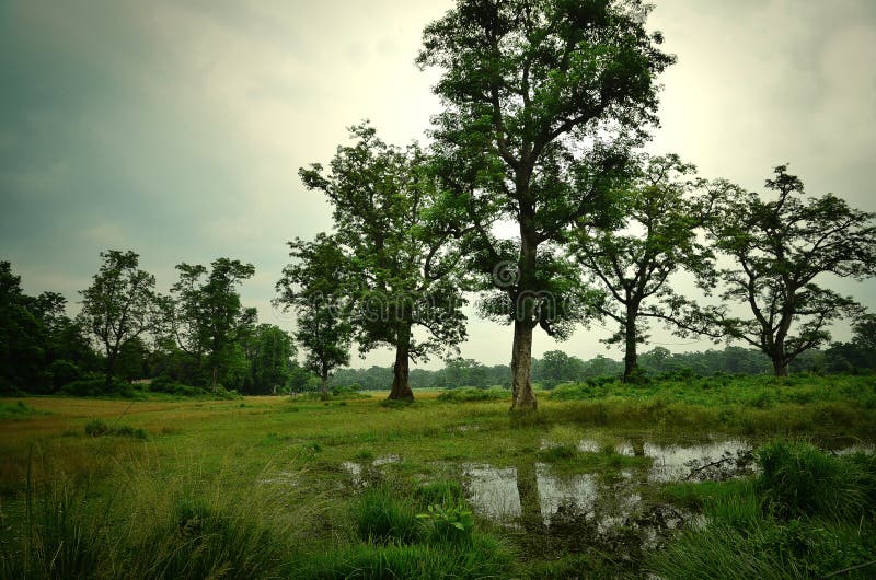 The Beautiful Scene in the Wild Stock Image - Image of nature ...