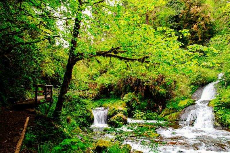 Beautiful Scenery of an Amazing Wild Forest with Breathtaking Greenery ...