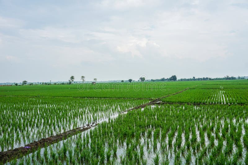 Beautiful Scenery Around the Rice Fields Stock Image - Image of ...