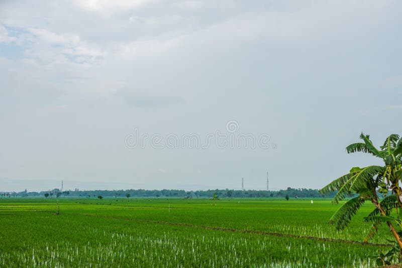 Beautiful Scenery Around the Rice Fields Stock Image - Image of fields ...
