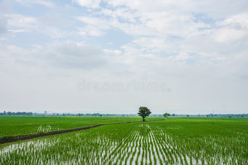 Beautiful Scenery Around the Rice Fields Stock Photo - Image of scenery ...