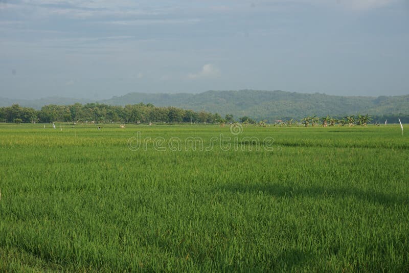 Beautiful Scenery Around the Rice Fields Stock Photo - Image of fields ...