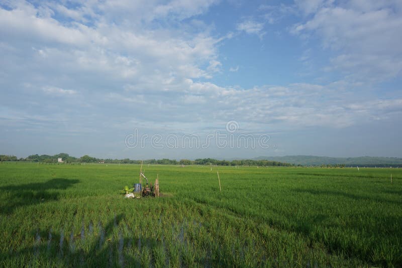 Beautiful Scenery Around the Rice Fields Stock Image - Image of fields ...