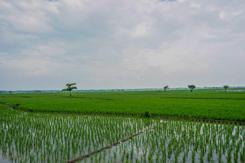 Beautiful Scenery Around the Rice Fields Stock Photo - Image of ...