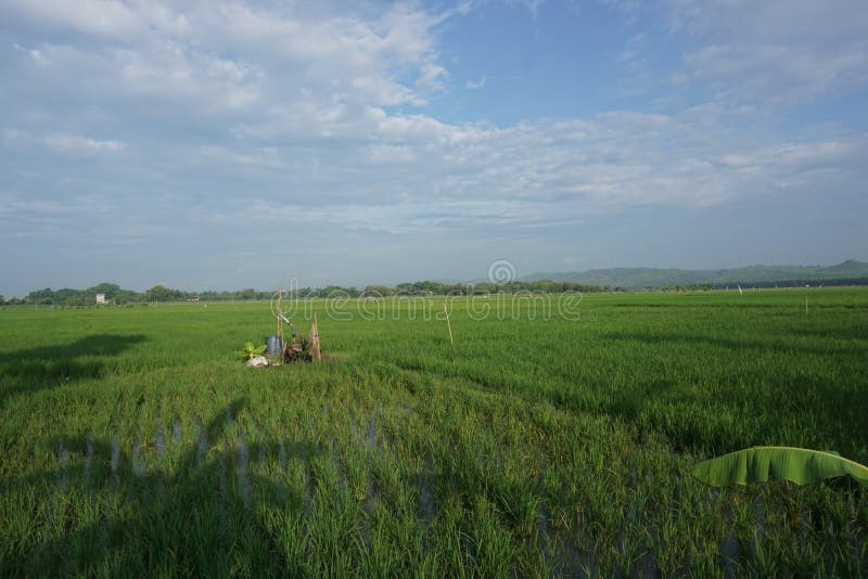 Beautiful Scenery Around the Rice Fields Stock Photo - Image of scenery ...