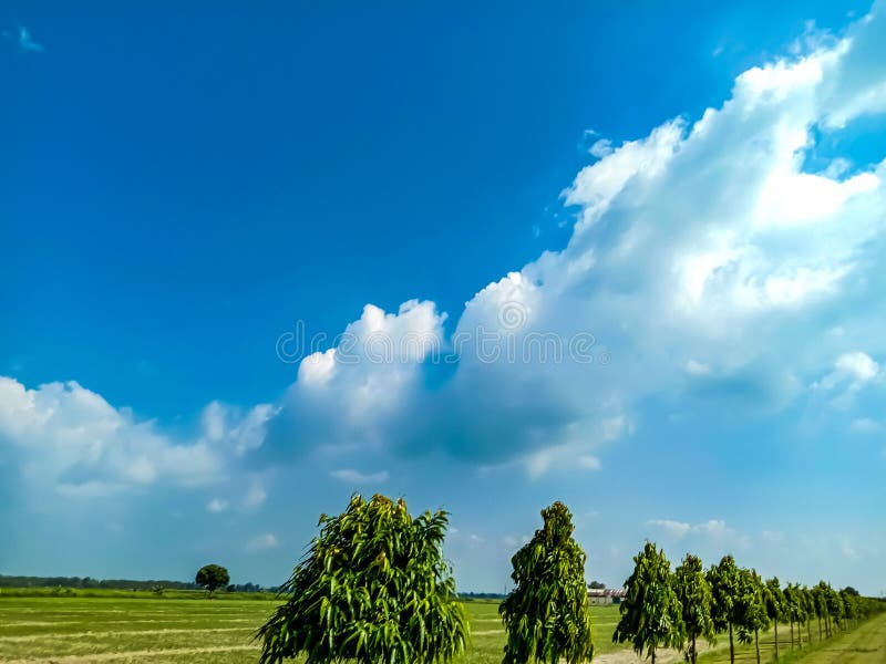 Beautiful Scenery with Ashoka Trees during Noon Stock Photo - Image of ...
