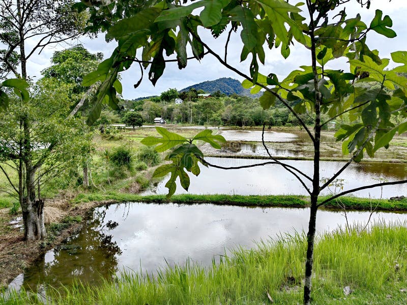 Beautiful Scenery in Bario Sarawak Malaysia. Stock Photo - Image of ...