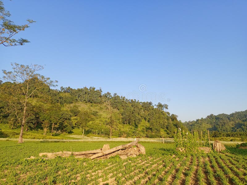Beautiful Scenery Behind Organic Farming Stock Photo - Image of farming ...
