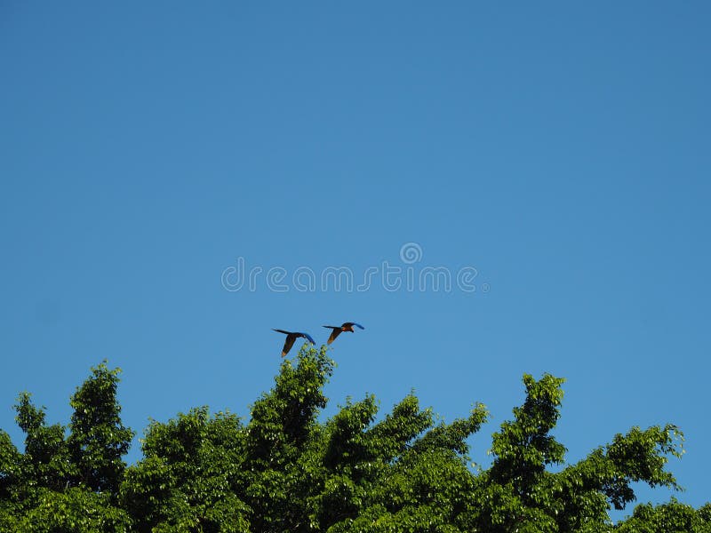 Beautiful Scenery of Birds Flying Over Green Trees Under a Clear Blue ...