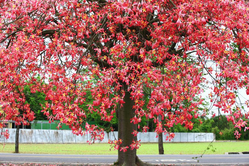 Beautiful Scenery with Blooming Flowers of Floss-silk Tree or Silk ...