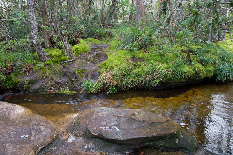 Beautiful Scenery - Calm Mountain Water Stream Flowing in Green Forest ...