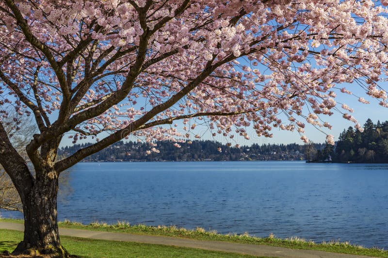 Beautiful Scenery of Cherry Blossoms Blooming on Lake Washington in ...