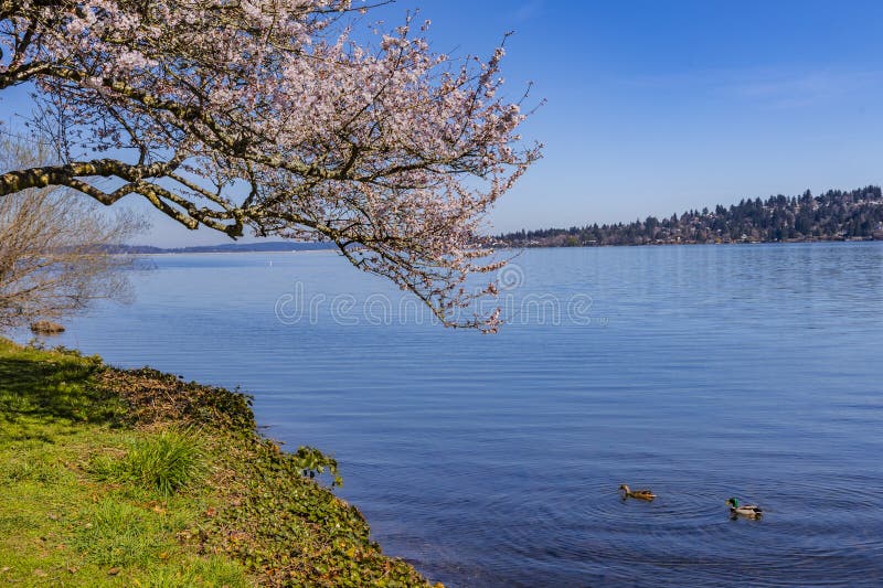 Beautiful Scenery of Cherry Blossoms Blooming on Lake Washington in ...