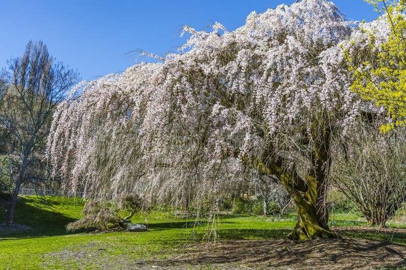 Beautiful Scenery of Cherry Blossoms Blooming on Lake Washington in ...