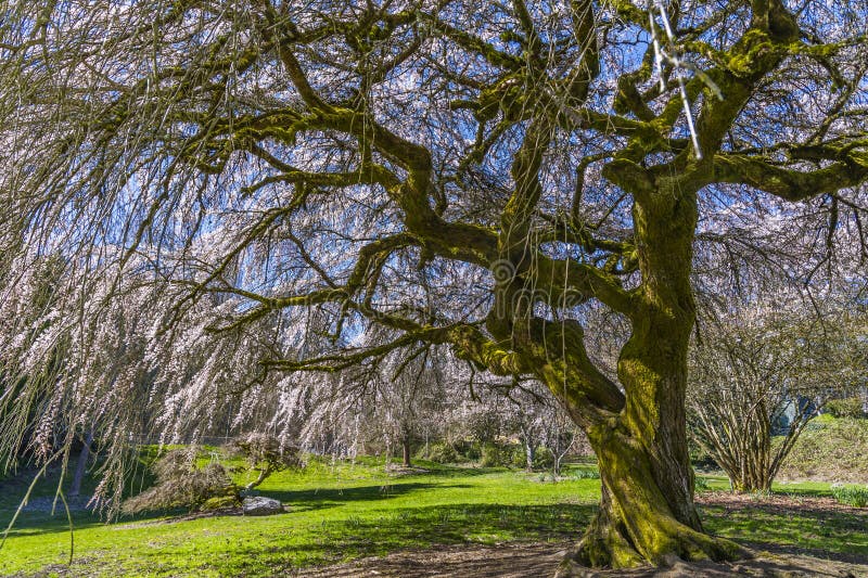 Beautiful Scenery of Cherry Blossoms Blooming on Lake Washington in ...