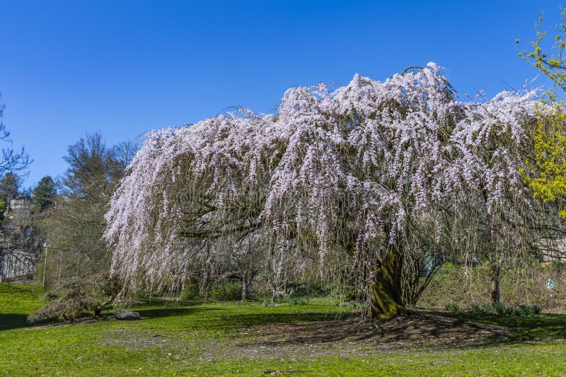 Beautiful Scenery of Cherry Blossoms Blooming on Lake Washington in ...
